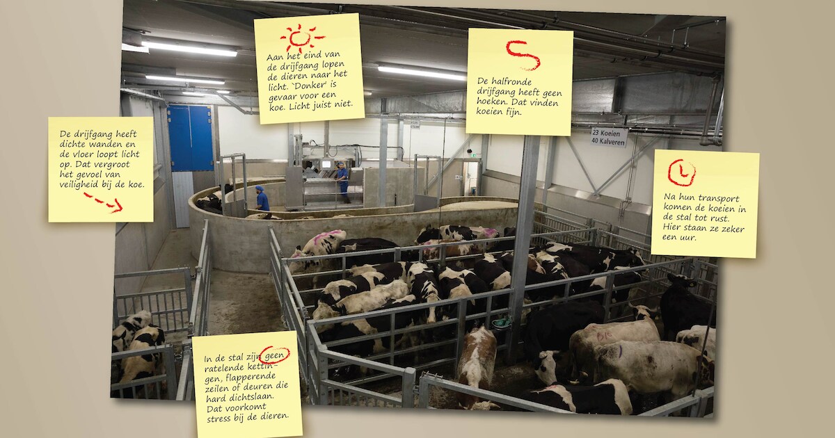 Het nieuwe slachten is diervriendelijk | Economie | AD.nl