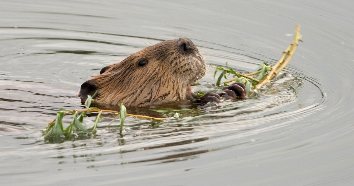 Uniek! Bever duikt op in Rotterdam | Rotterdam | AD.nl