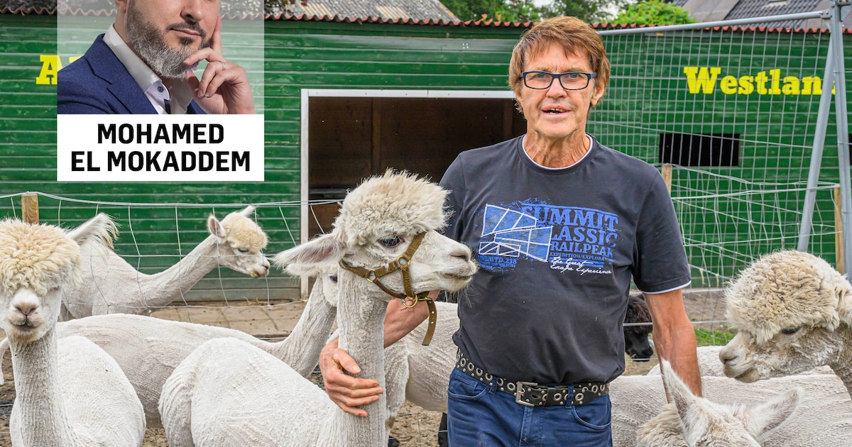 Alpacagate zet voort: laat Theo en zijn alpaca’s met rust! | Westland ...
