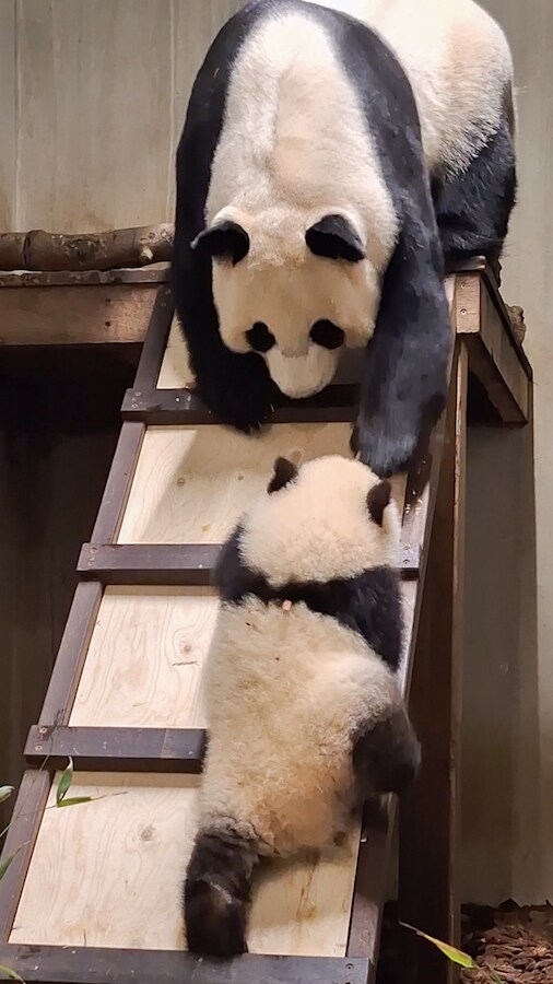 Na maanden wachten is het eindelijk zover: pandajong in Ouwehands deze week voor het eerst te ...