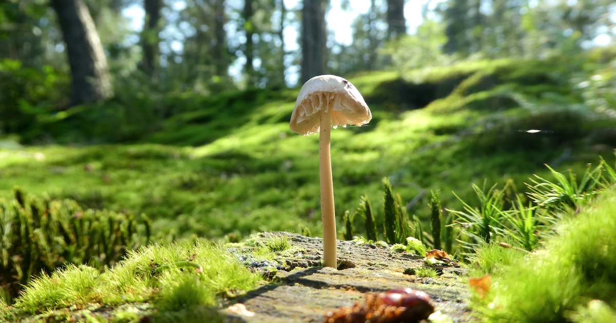 Leverschade, nierproblemen of hallucinaties: waarom je geen wilde ...