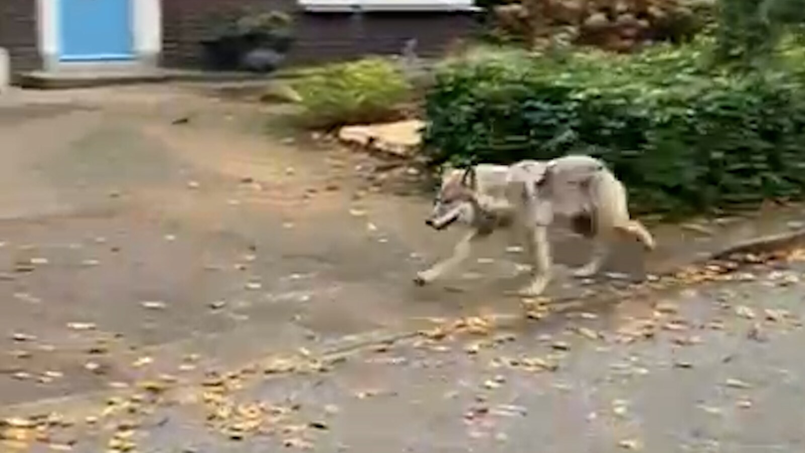 Saranne (18) twijfelt geen moment als ze een wolf in Ermelo tegenkomt ...