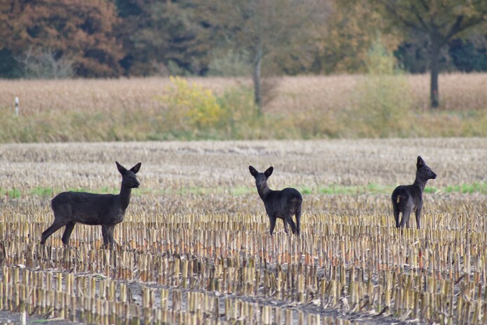 Groepje zwarte reebokjes gespot in natuurgebied nabij Enschede: ‘Vooral ...