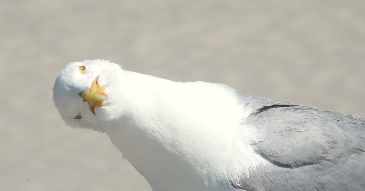 Van eerste keren op het strand tot verfrissende ijsjes: deze zomerfoto ...