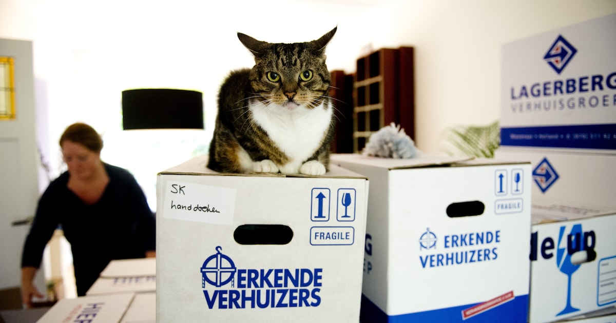 Aantal inwoners Rotterdam afgelopen jaar gegroeid, met name door ...