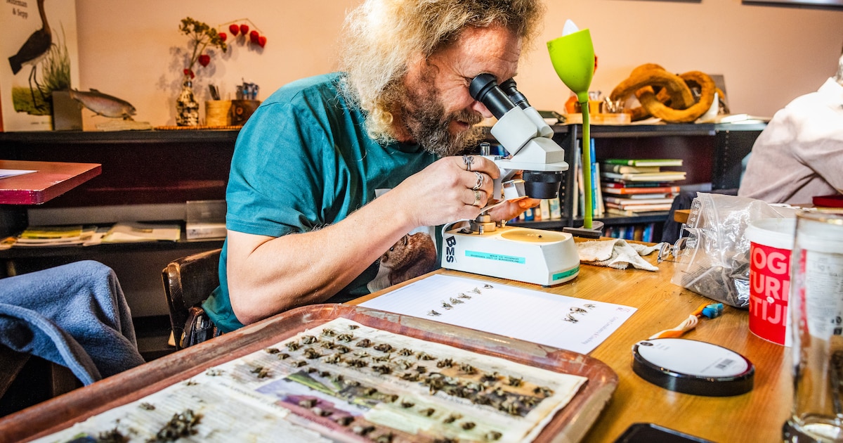 Pluizen van braakballen is een bijzondere ervaring, weet Merijn: 'Het ...