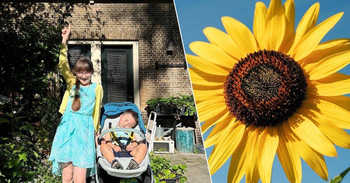 Amy-Leigh (9) kweekte haar eerste zonnebloem en die werd direct de ...