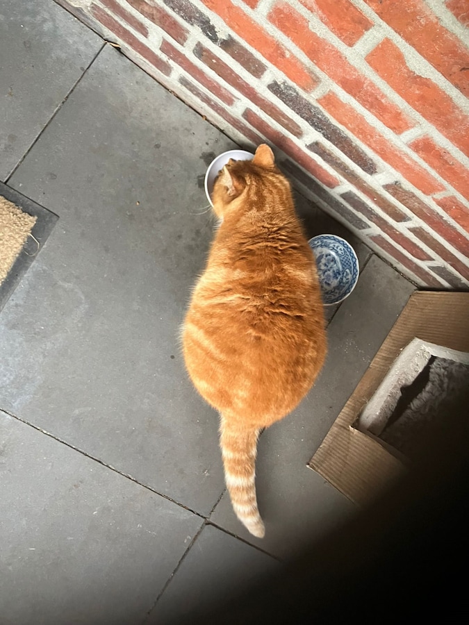 Heb jij Plienie, Poes of Nabi gezien? Deze vijf huisdieren worden in ...