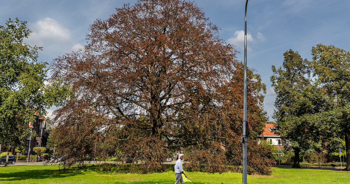 Utrechtse rode beuk krijgt tweede leven in manchetknopen en ...