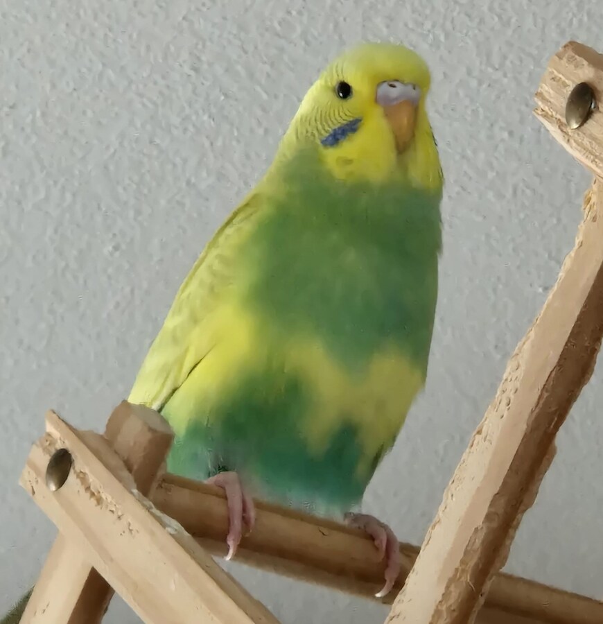 Heb jij Yaro, Angel of Loekie gezien? Deze vier huisdieren worden in ...
