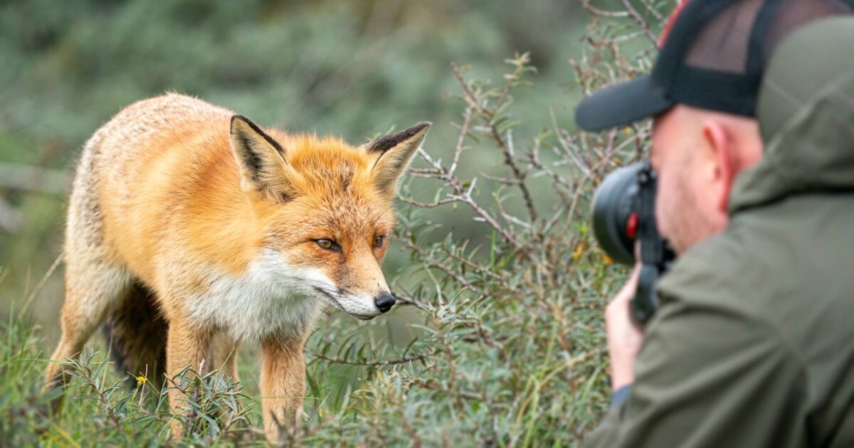 Overdag zit Renzo in een havenkraan, maar nog liever trekt hij de ...