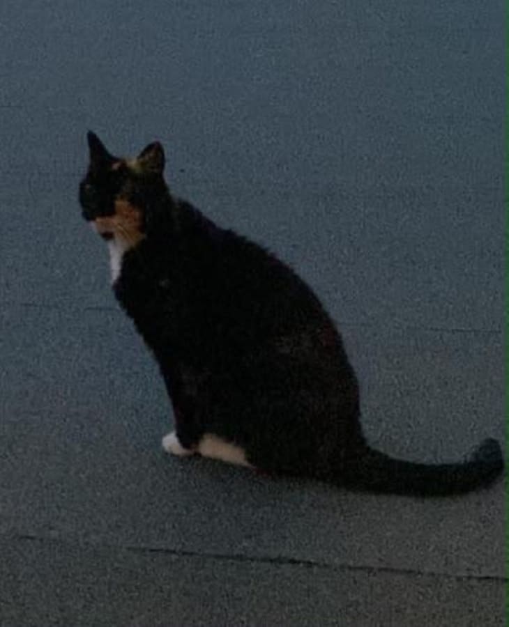 Heb jij Lilly, Milo of Djanga gezien? Deze drie huisdieren worden in ...