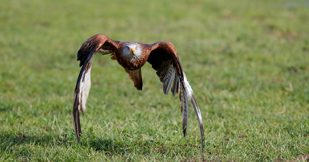 Jonge Vogelaars gaan op zoek naar vogels rond Hackfort | Regio | AD.nl