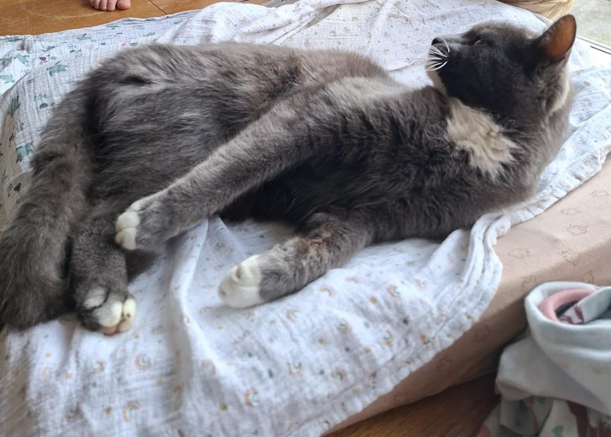 Heb jij Lizzy, Loek of Ollie gezien? Deze drie huisdieren worden in ...
