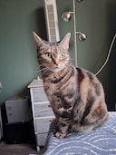 Heb jij Simba, Joep of Tijger gezien? Deze 13 huisdieren worden in ...