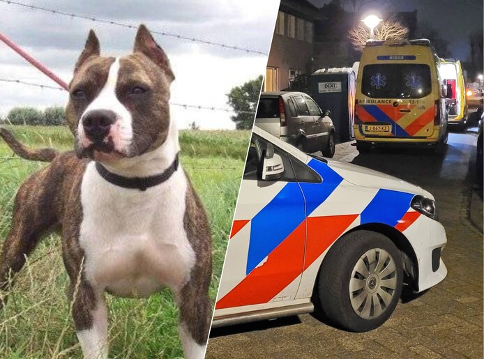 Baasje dat eigen hond Jax doodstak na ruzie met vrouw ligt met 79 hechtingen in ziekenhuis: ‘Zo ...