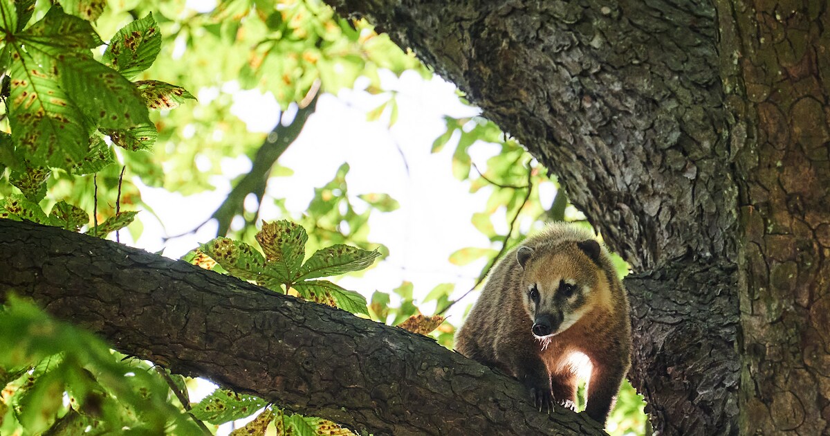 Laatste neusbeer overleden in Kasteelpark Born, ook Nubische geit Dobey ...