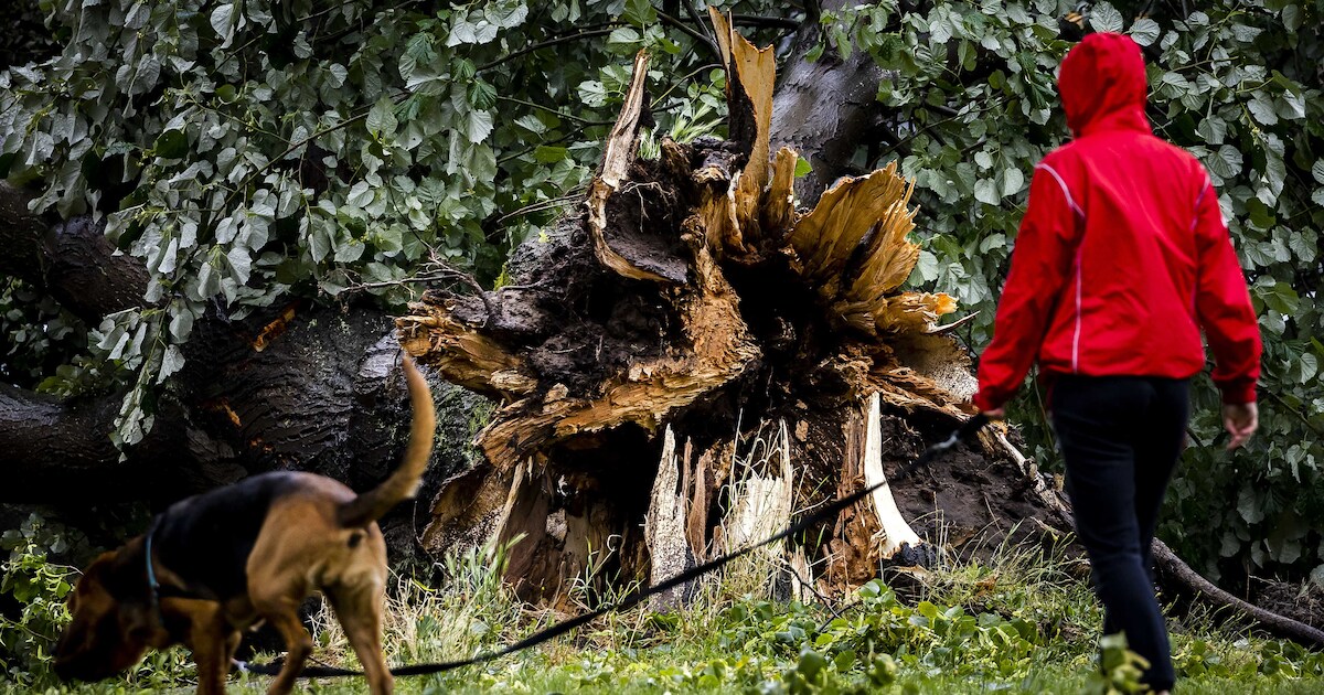Staatsbosbeheer adviseert weg te blijven uit bossen met stormschade ...