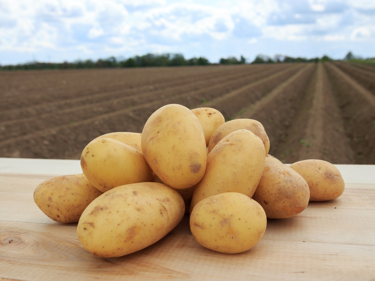 Of je het nou friet of patat noemt: prijs van populaire snack rijst de ...