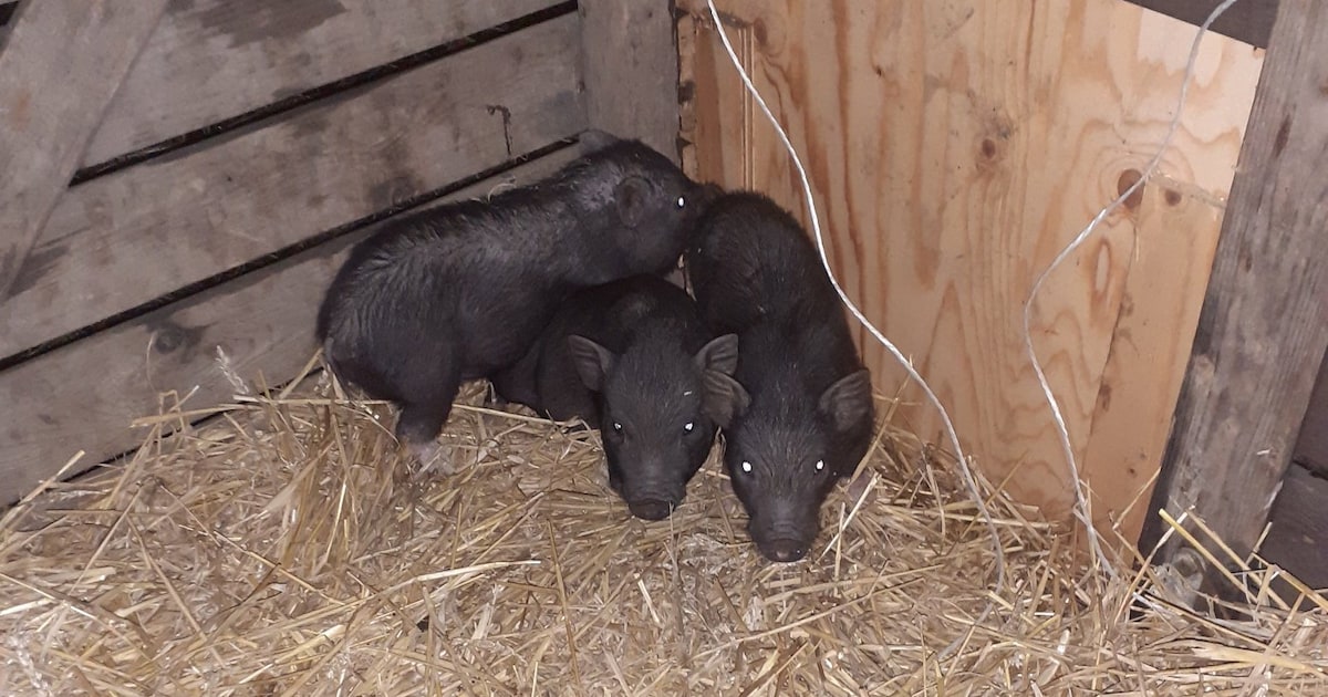 Voortvluchtige hangbuikzwijntjes Kuinderbos tóch gevangen: ‘End goed, al goed’ | Flevoland | AD.nl