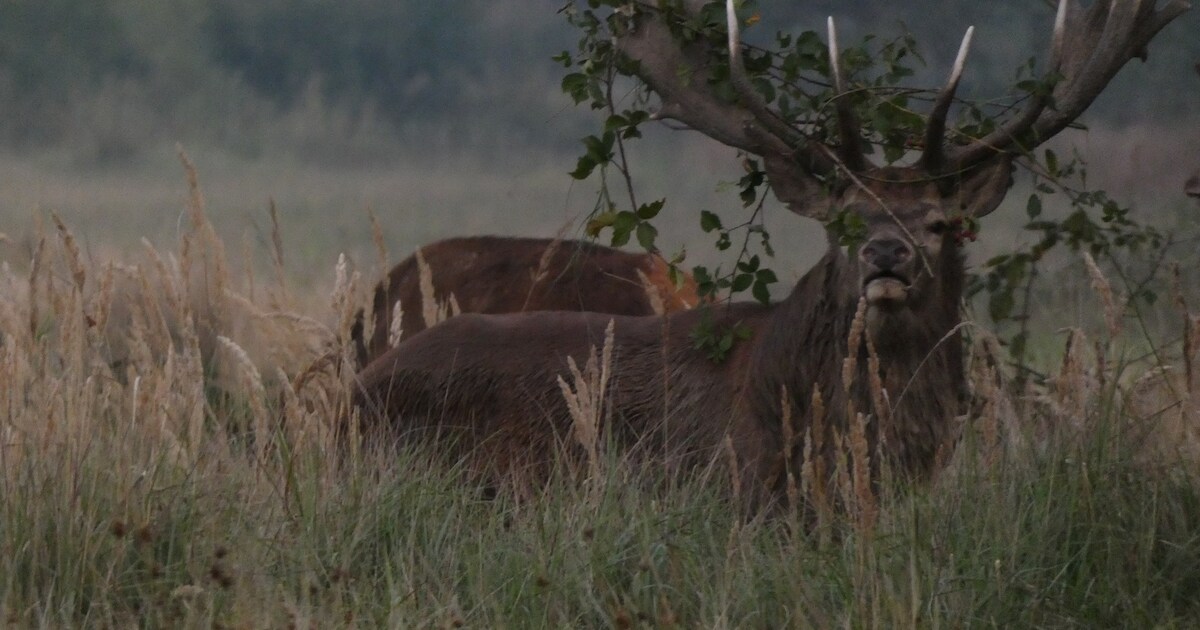 Edelherten spotten tijdens bronstexcursies in het Weerterbos | Venlo ...