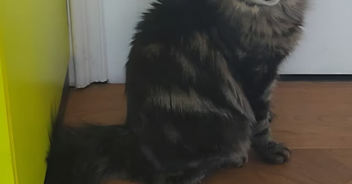 Heb jij Kitu, Moos of Nero gezien? Deze vijf huisdieren worden in ...