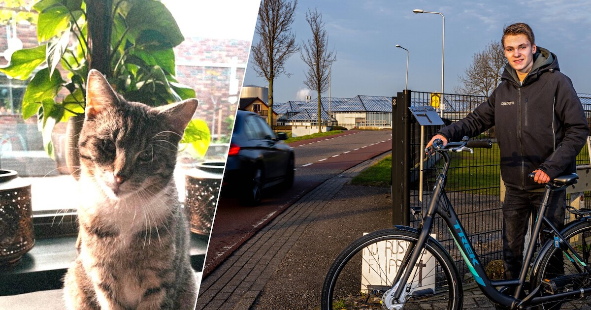 Milan (16) strijdt voor veilige weg nadat zijn geliefde kat Flippy werd ...