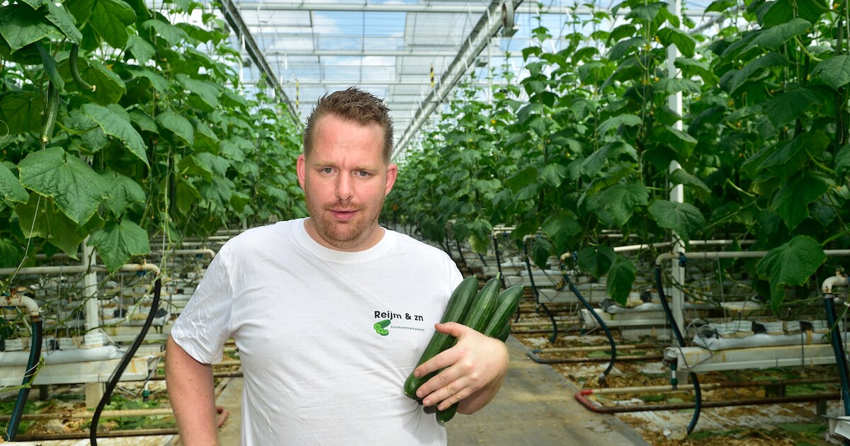 Onopvallende en saaie komkommer nu ineens razend populair: prijzen ...