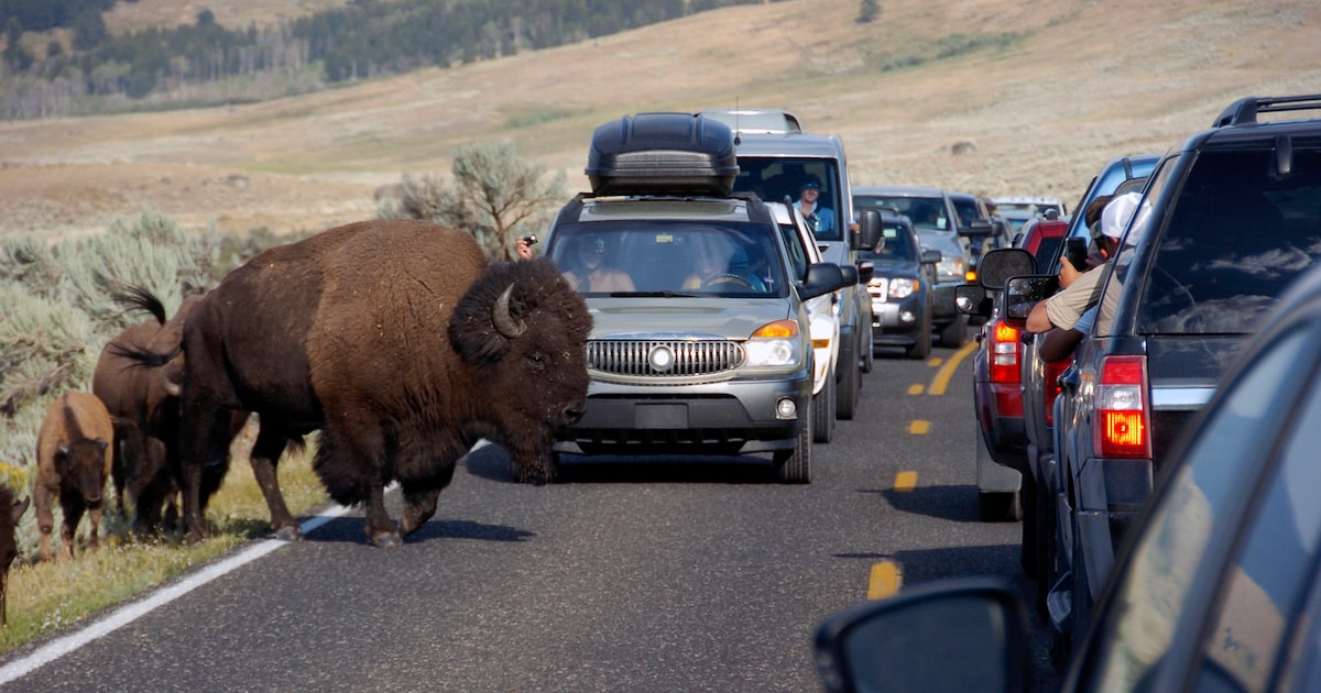 Man die bizon treiterde in Yellowstone vliegt voor 130 dagen de cel in ...