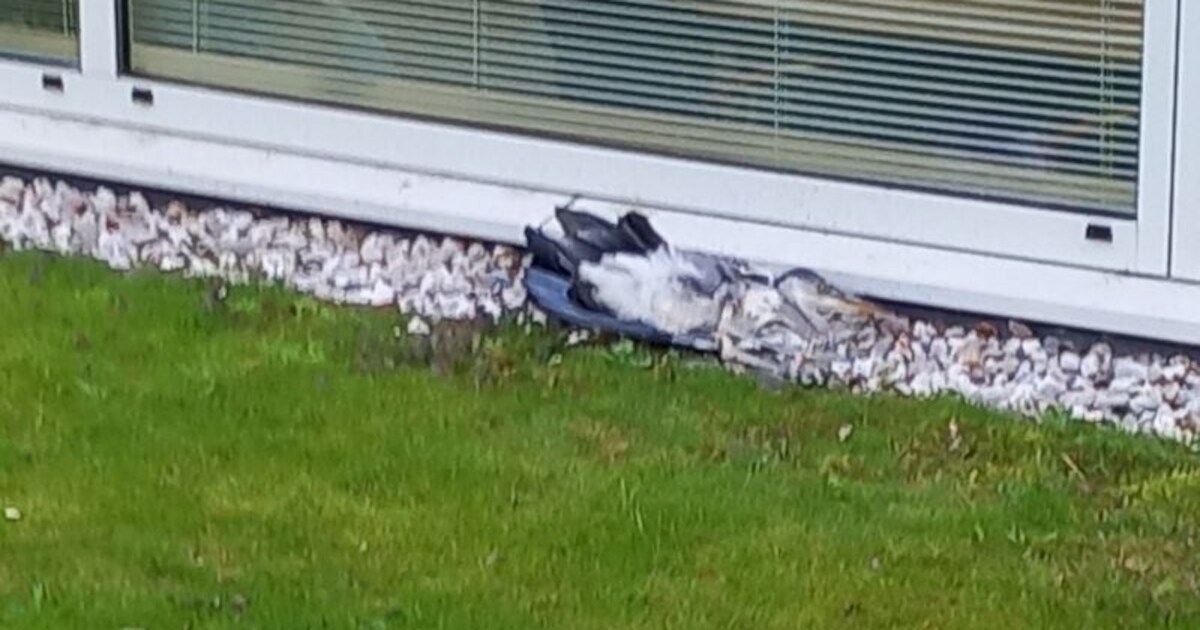 Een van eerste vluchten van jonge reiger eindigt tegen raam | Den Haag ...