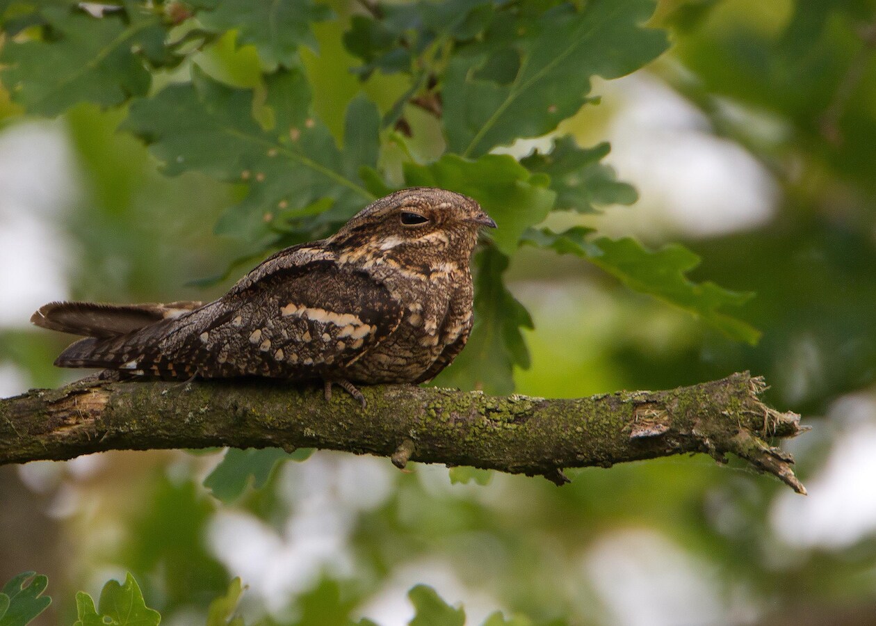 Publiekswandeling op Oirschotse Heide: op zoek naar nachtzwaluwen en ...