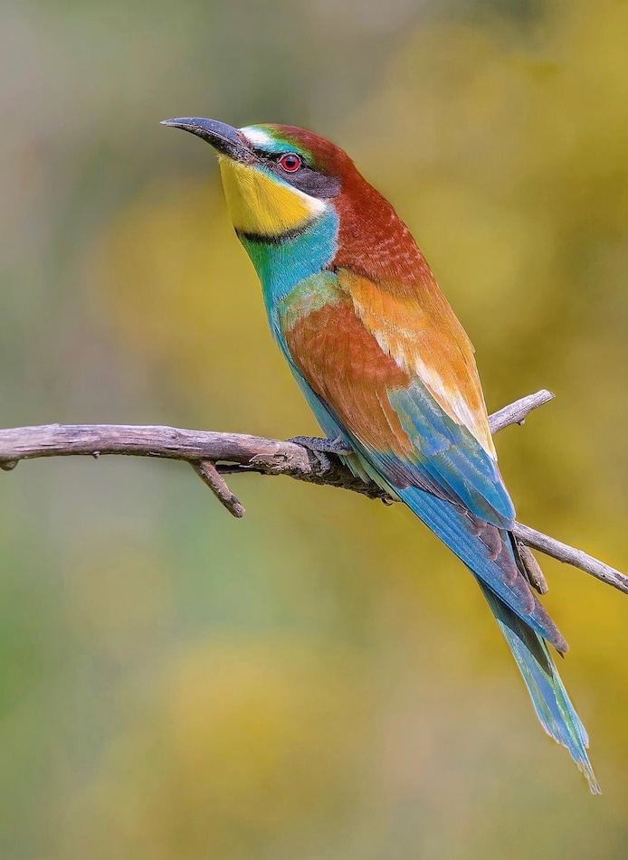 Vogeltje Olivia dreigde het niet te redden, maar trotse ‘vader’ Lou ...