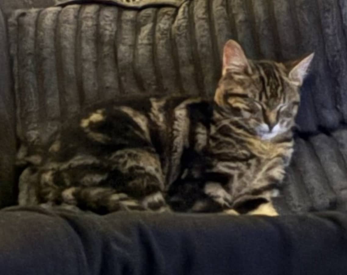 Heb jij Zelda, Lizzy of Felix gezien? Deze drie huisdieren worden in ...