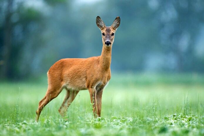Hoera! De eerste ree is gezien in het Máximapark in Leidsche Rijn. Nu ...