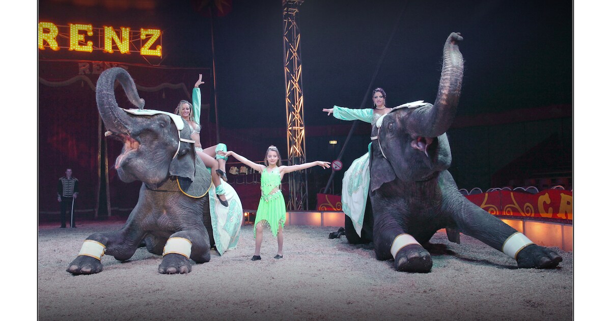 Voorstellingen Circus Renz Berlin in Nijkerk gaan niet door | Nijkerk ...