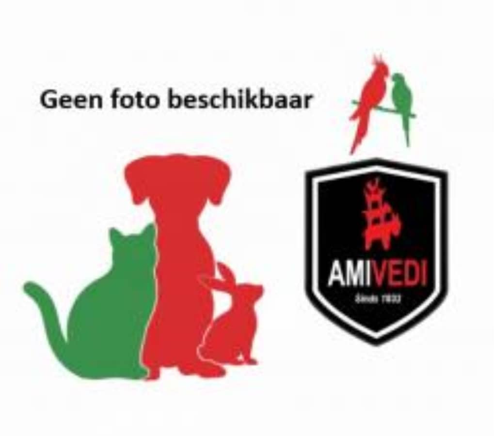 Heb jij Lilly, Fluffy of Charlie gezien? Deze vier huisdieren worden in ...