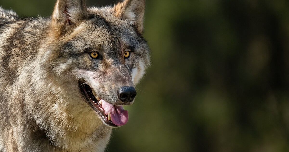 Faunabescherming stapt naar rechter om vangen en zenderen wolf in ...