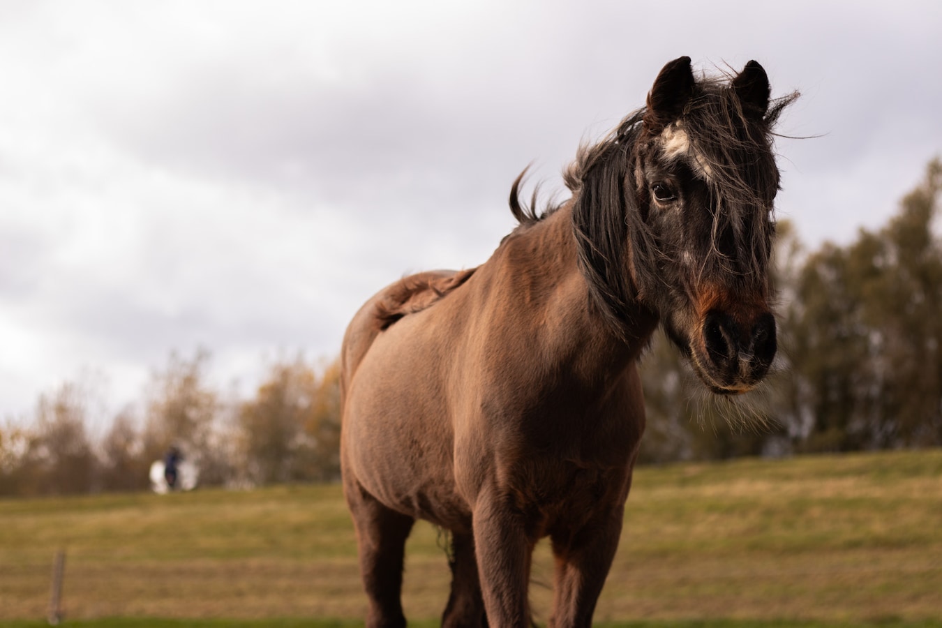 Markt voor tweedehands paardenspullen in Westervoort | Foto | AD.nl