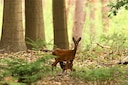 Loslopende honden slaan toe op Brabantse Wal: ‘Ook Fifi wordt een ...