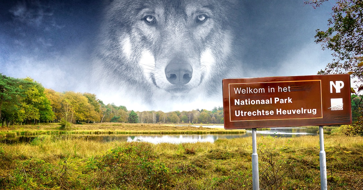 Deze vragen stellen lezers over de wolf in de provincie Utrecht: ‘Wat ...