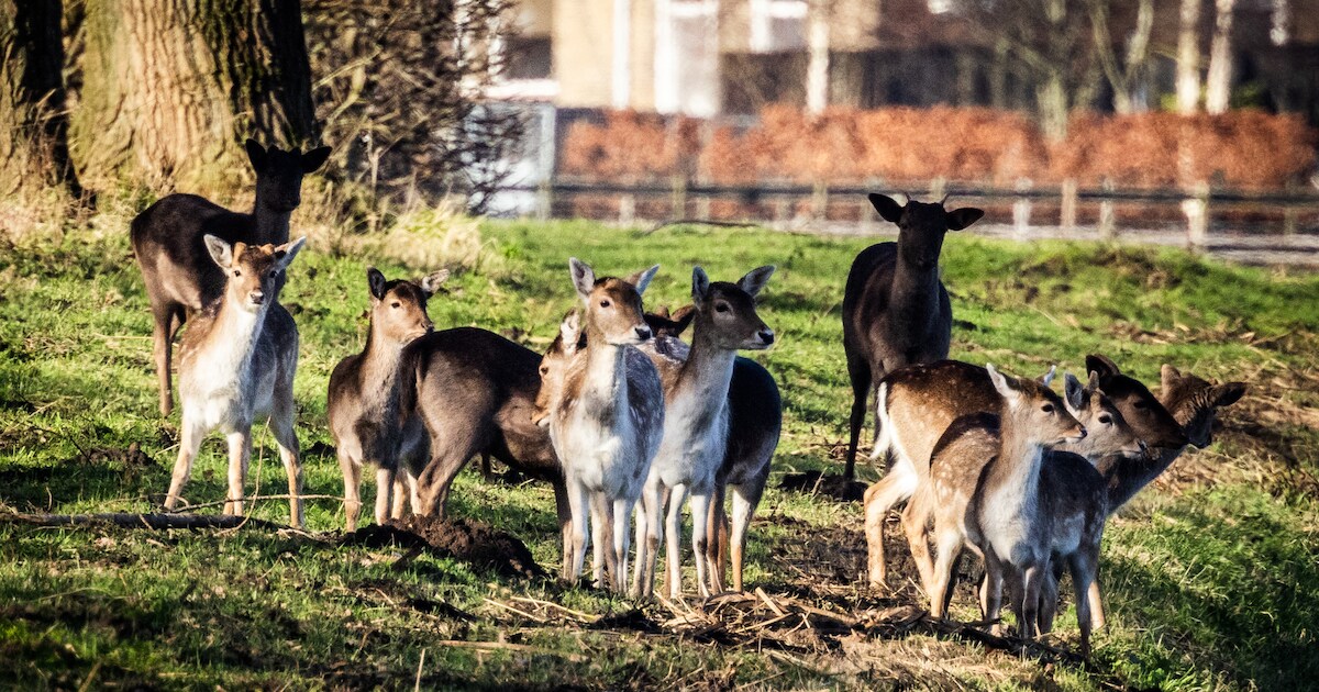 Bijeenkomst met provincie? Team Damherten schuift niet aan | Regio | AD.nl