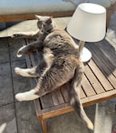 Heb jij Kerrie, Muis of Molly gezien? Deze drie huisdieren worden in ...