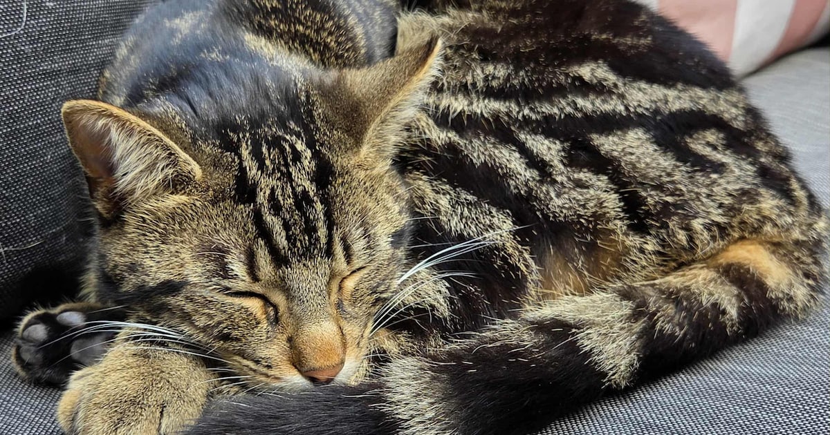 Automobilist rijdt katten dood in Naaldwijk: familie ‘verslagen en zo ...