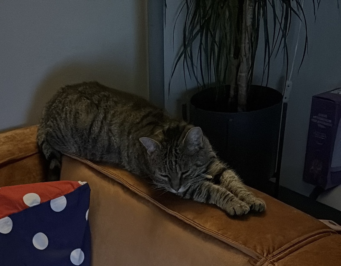 Heb jij Simba, Joep of Tijger gezien? Deze 13 huisdieren worden in ...