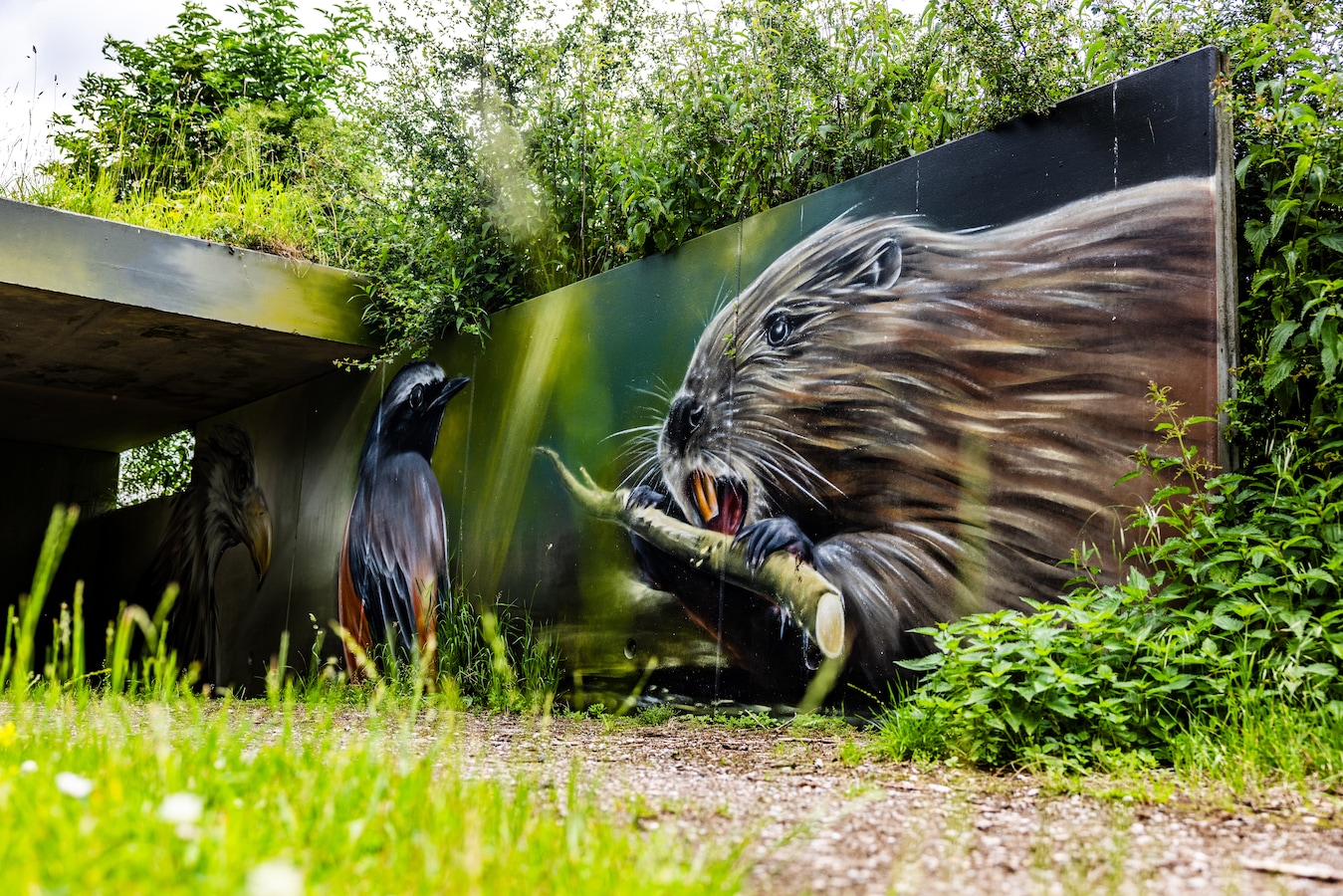 Deze vogelkijkhut was jarenlang een beetje eng, tot een zeearend en ...