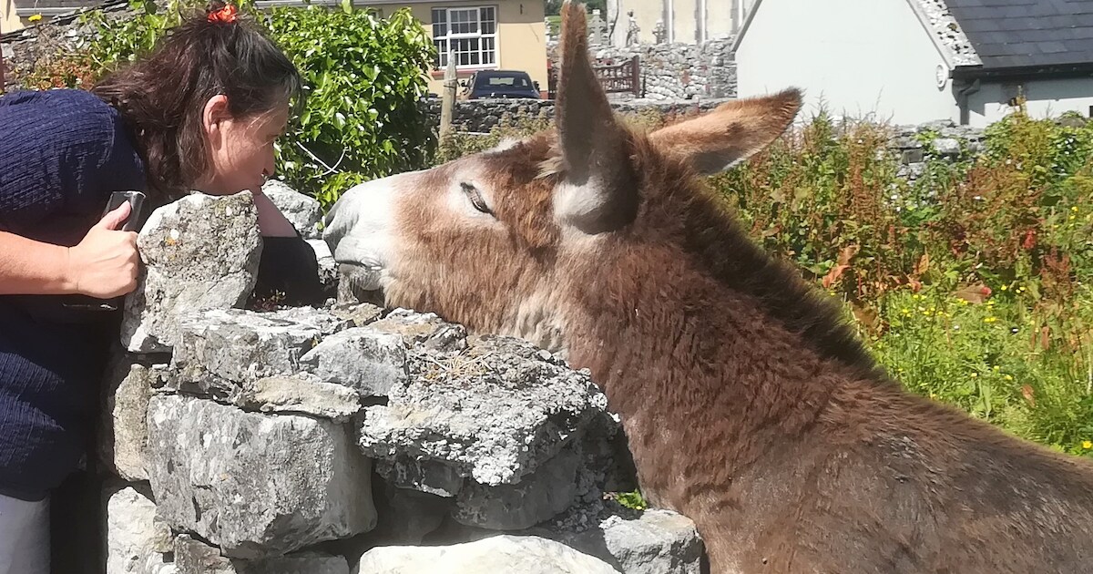 Mijn nicht had een tête-à-tête met een ezel in Ierland | Doetinchem | AD.nl