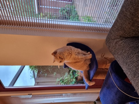 Heb jij Jack, Binky of Gerrie gezien? Deze zes huisdieren worden in ...