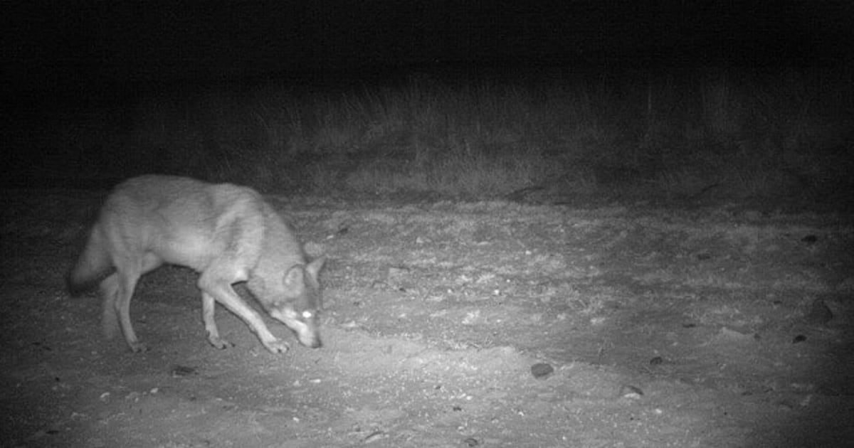 Belgische wolvenexperts: jagers doodden wolf Naya en haar welpen | Buitenland | AD.nl
