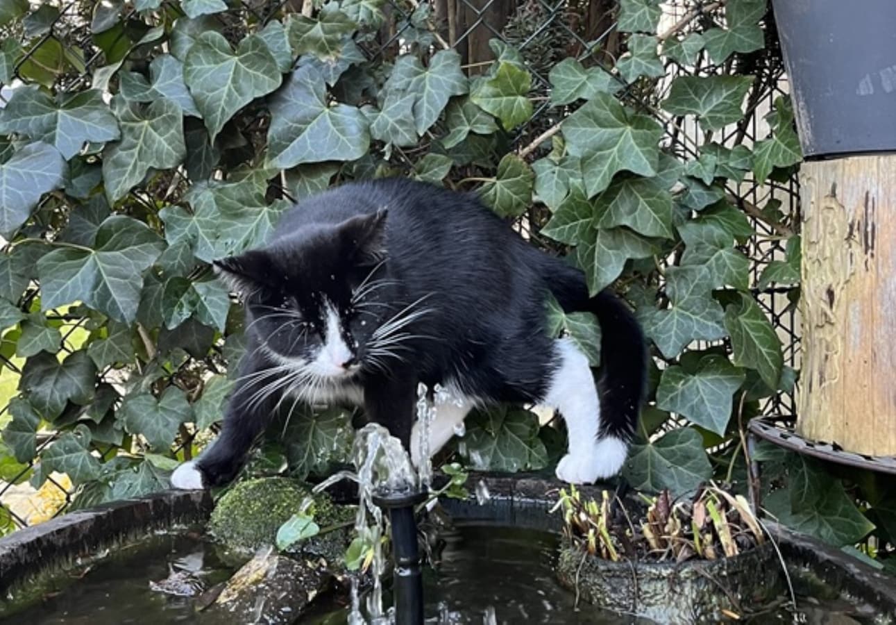 Heb jij Panter, Beer of Phoebe gezien? Deze vier huisdieren worden in ...