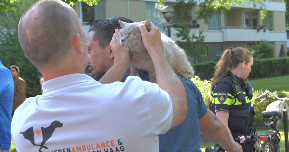 Katten en hondje gered uit brandende woning | Den Haag | AD.nl